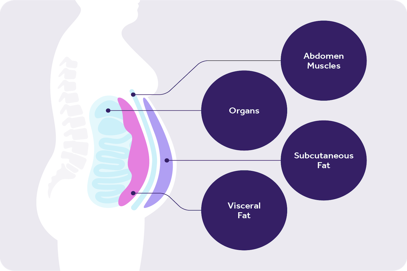 What is visceral fat and why does it matter? – Teladoc Health Canada, Inc.